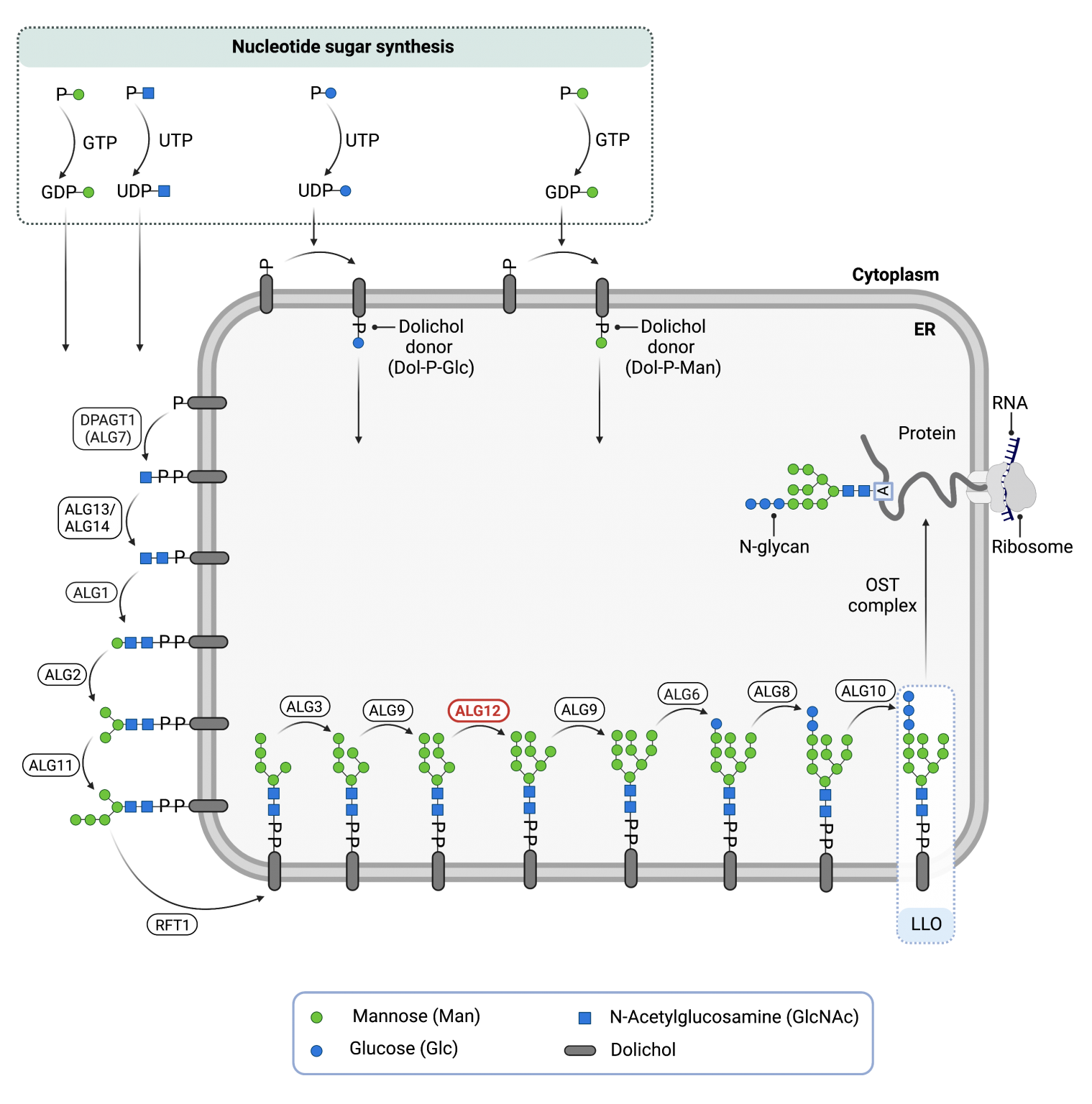 ALG12-CDG (CDG-Ig) | CDG Hub