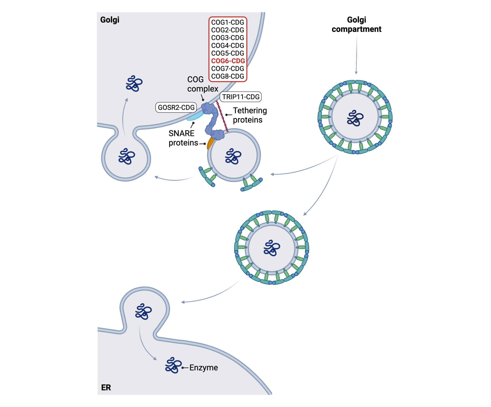 COG6-CDG (CDG-IIL) | CDG Hub